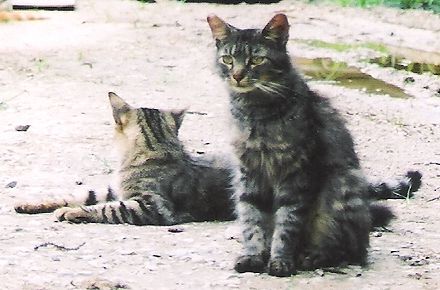 What is a Feral Cat?